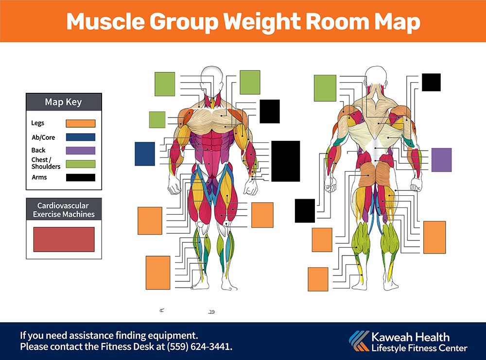 Muscle Group Weight Room Map Visalia Fitness Center